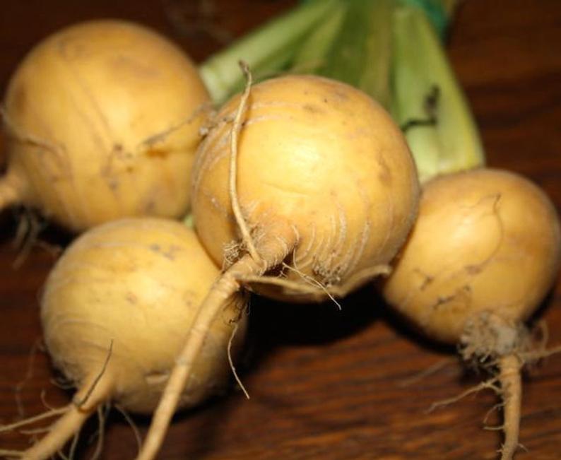 Turnip Whole *LB N/A – Quintals