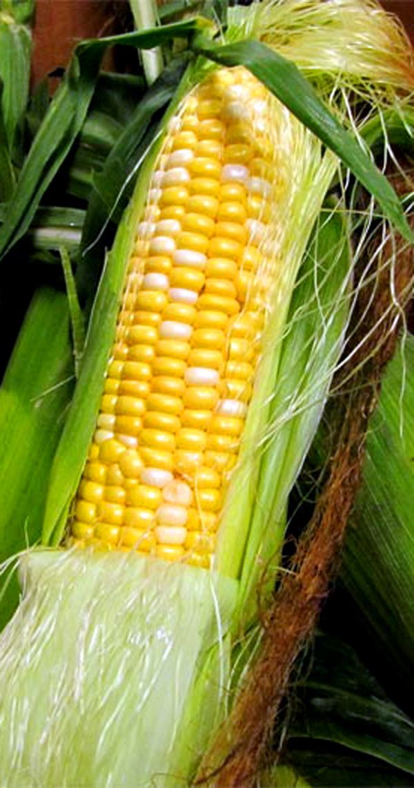 Corn Dozen - NativeN/A – Quintals